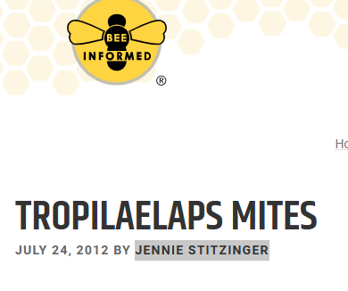Tropilaelaps Mites - Tropilaelaps