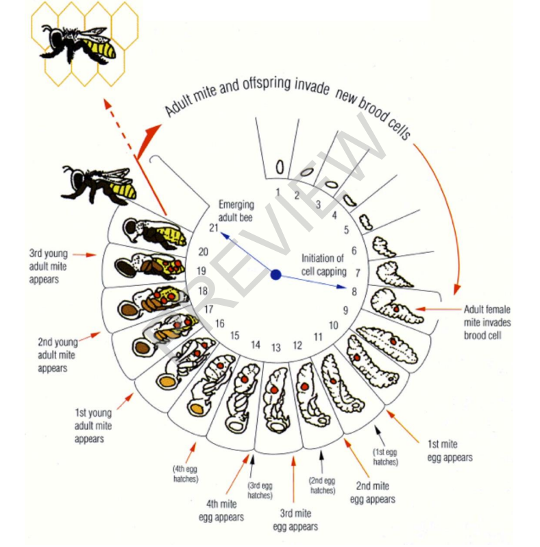 Characterization of the cross-interactions between Deformed Wing Virus ...