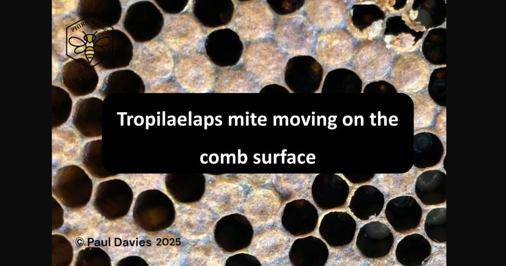 Tropilaelaps mite moving on the comb surface - Tropilaelaps